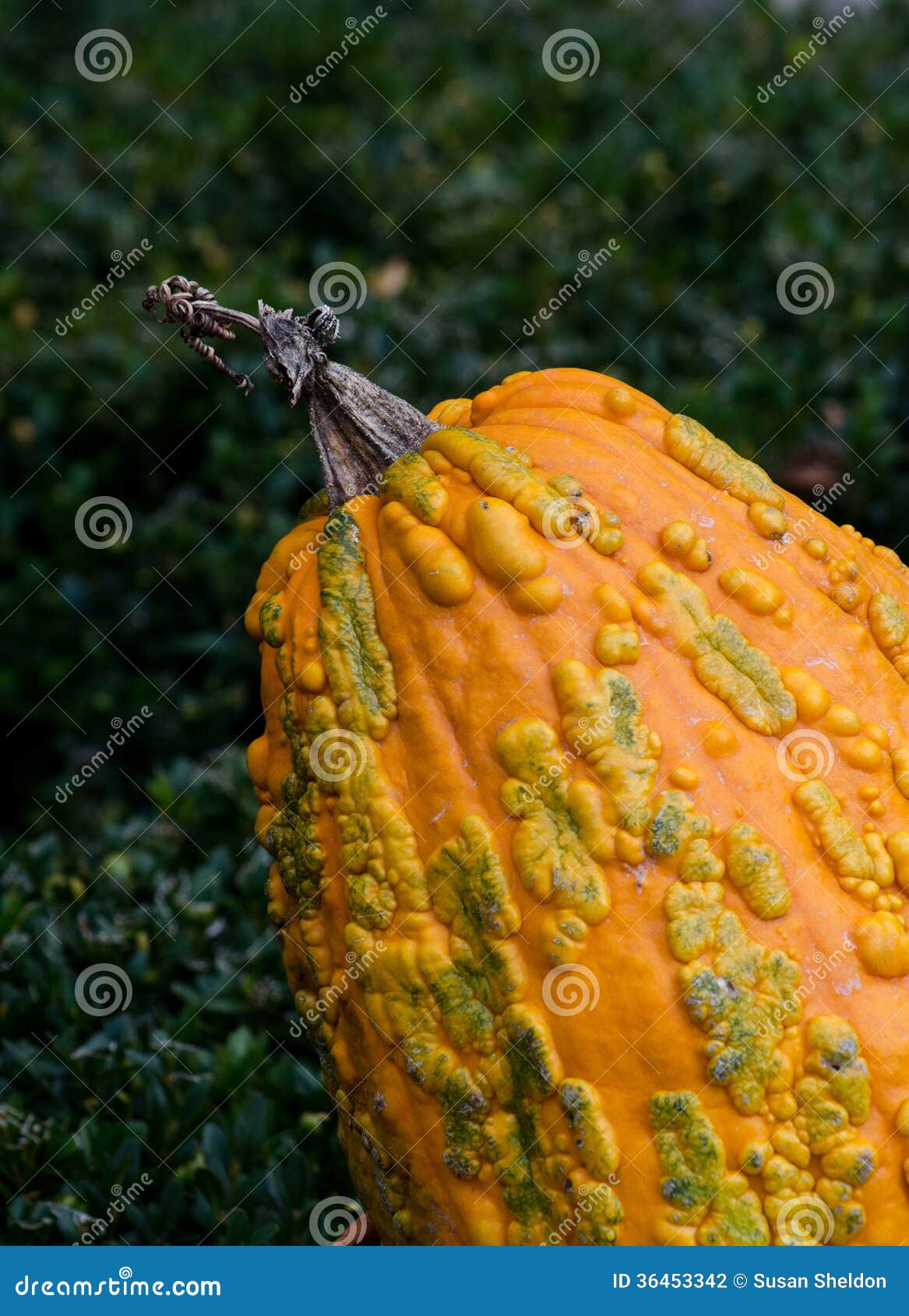 Bumpy orange gourd stock photo. Image of pumpkins, fruit - 36453342
