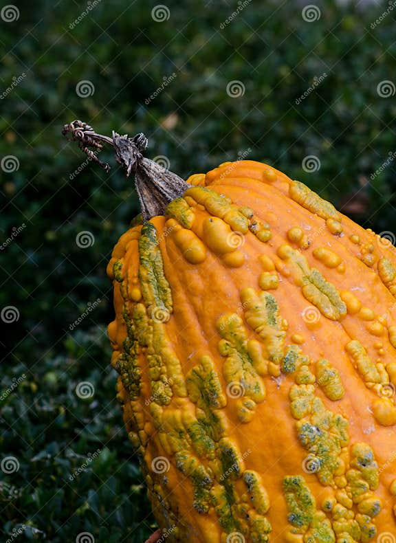 Bumpy orange gourd stock photo. Image of pumpkins, fruit - 36453342