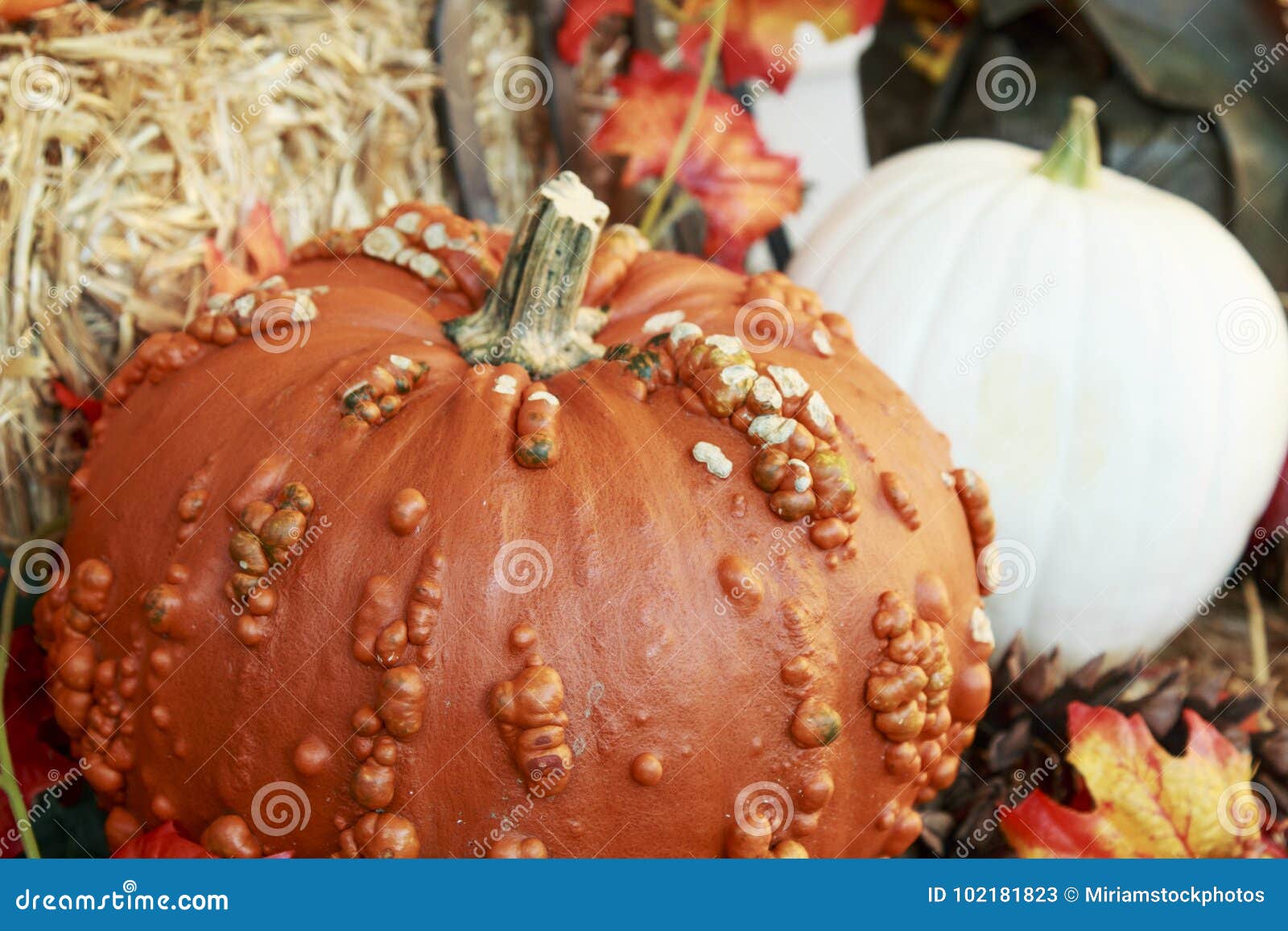Bumpy Orange Pumpkin, Leaves, and Hay Bale Creating a Fall Display ...