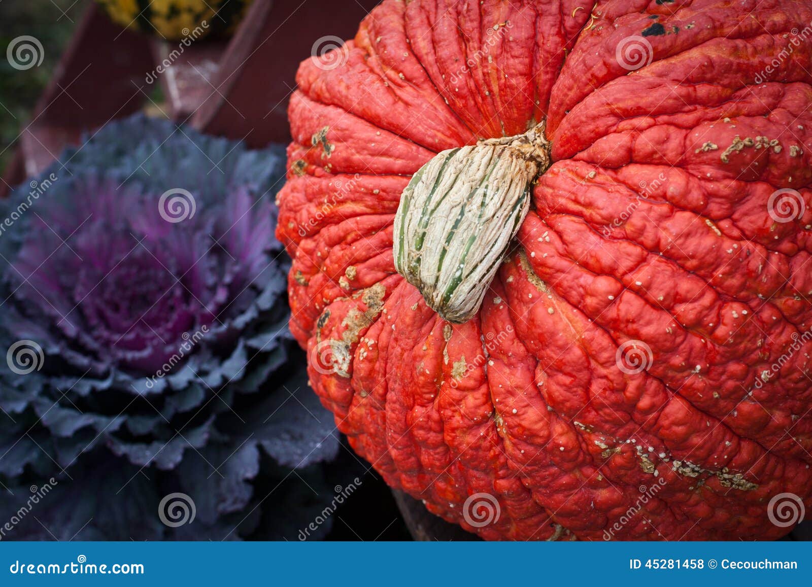 Bumpy Orange Pumpkin beside Ornamental Kale Stock Photo - Image of ...