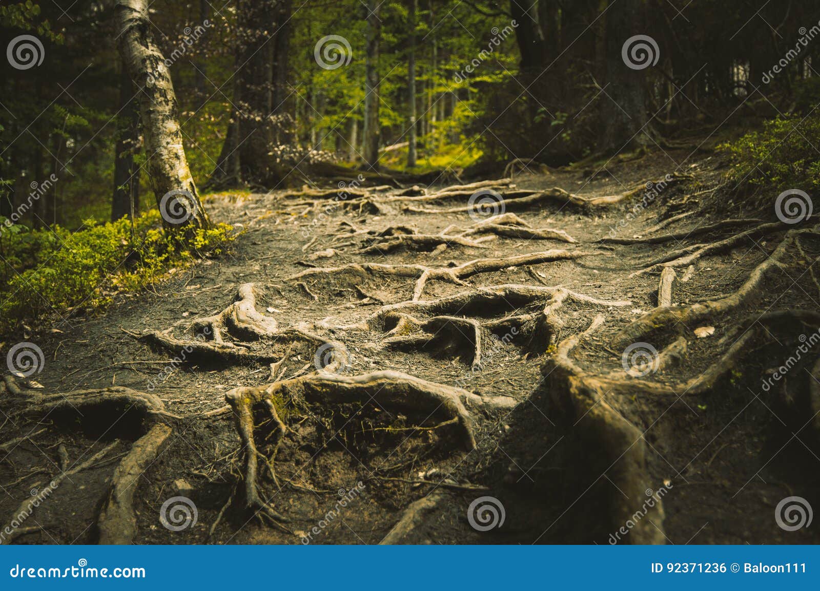 Bumpy path full of roots stock photo. Image of roots - 92371236