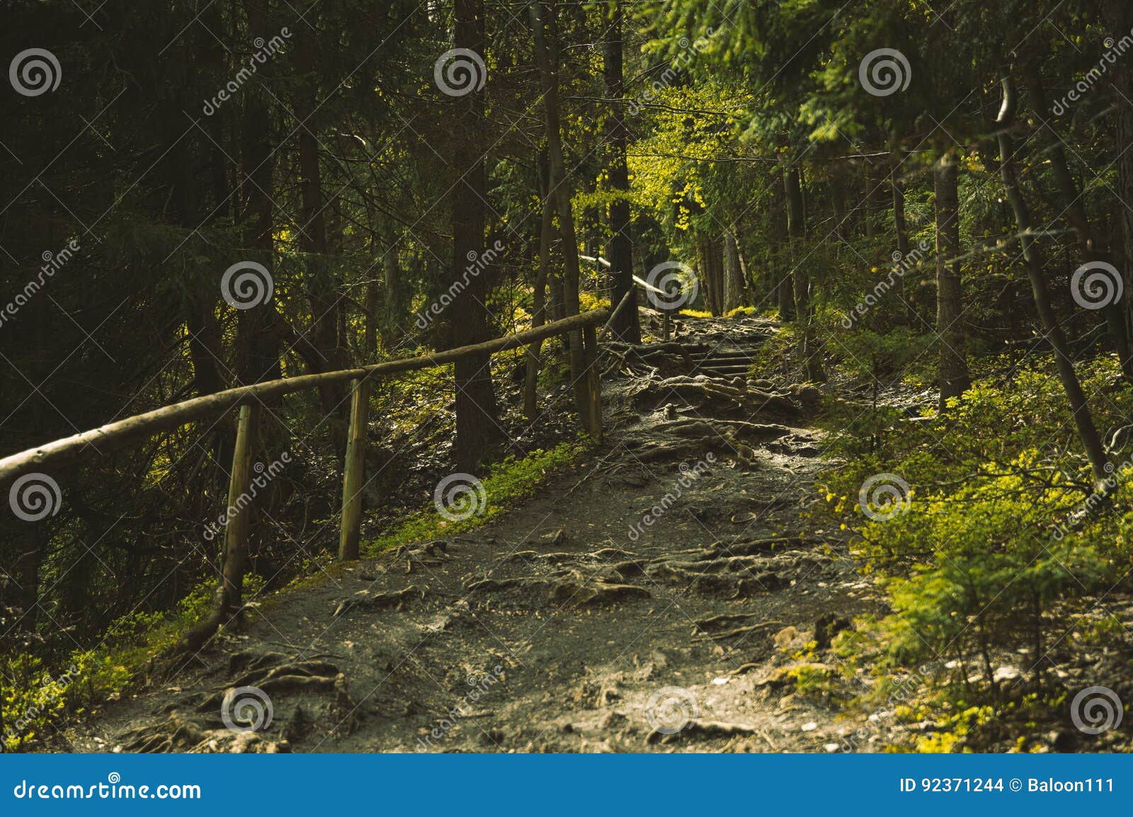 Bumpy path full of roots stock photo. Image of nature - 92371244