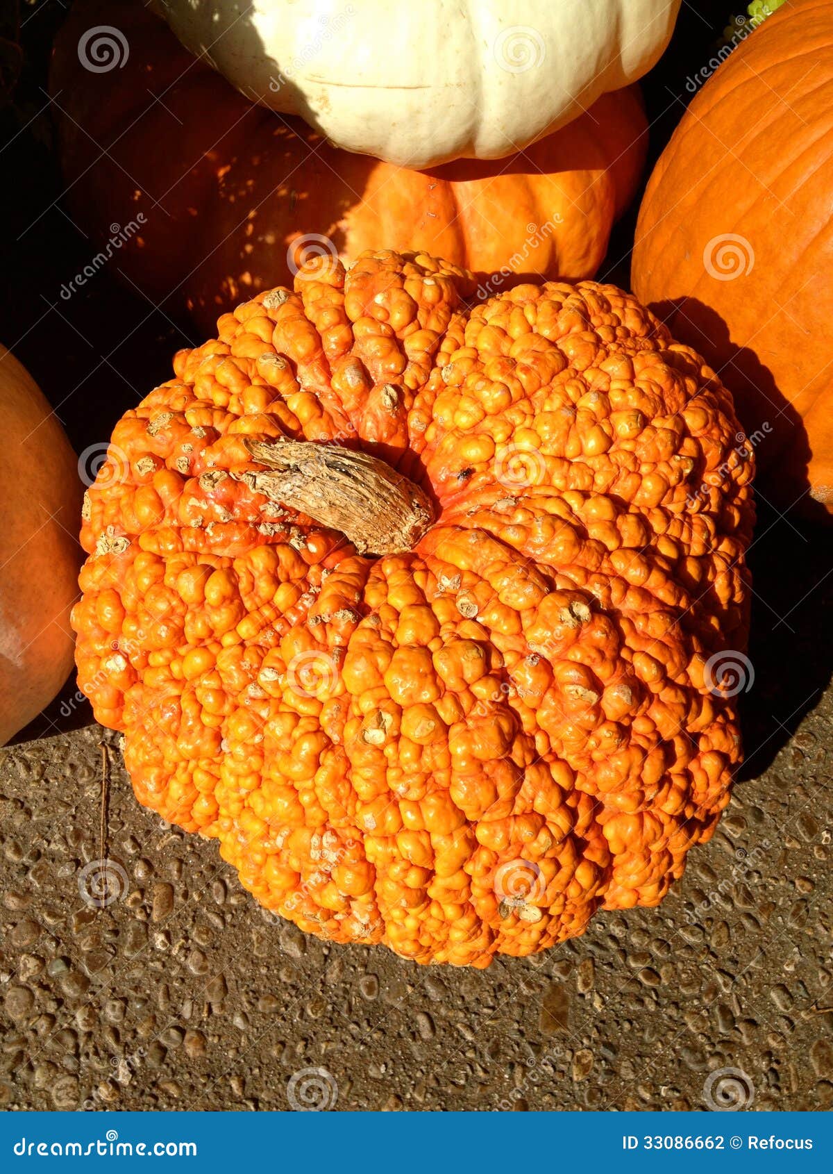 Bumpy Pumpkin stock photo. Image of gourd, pumpkin, autumn - 33086662
