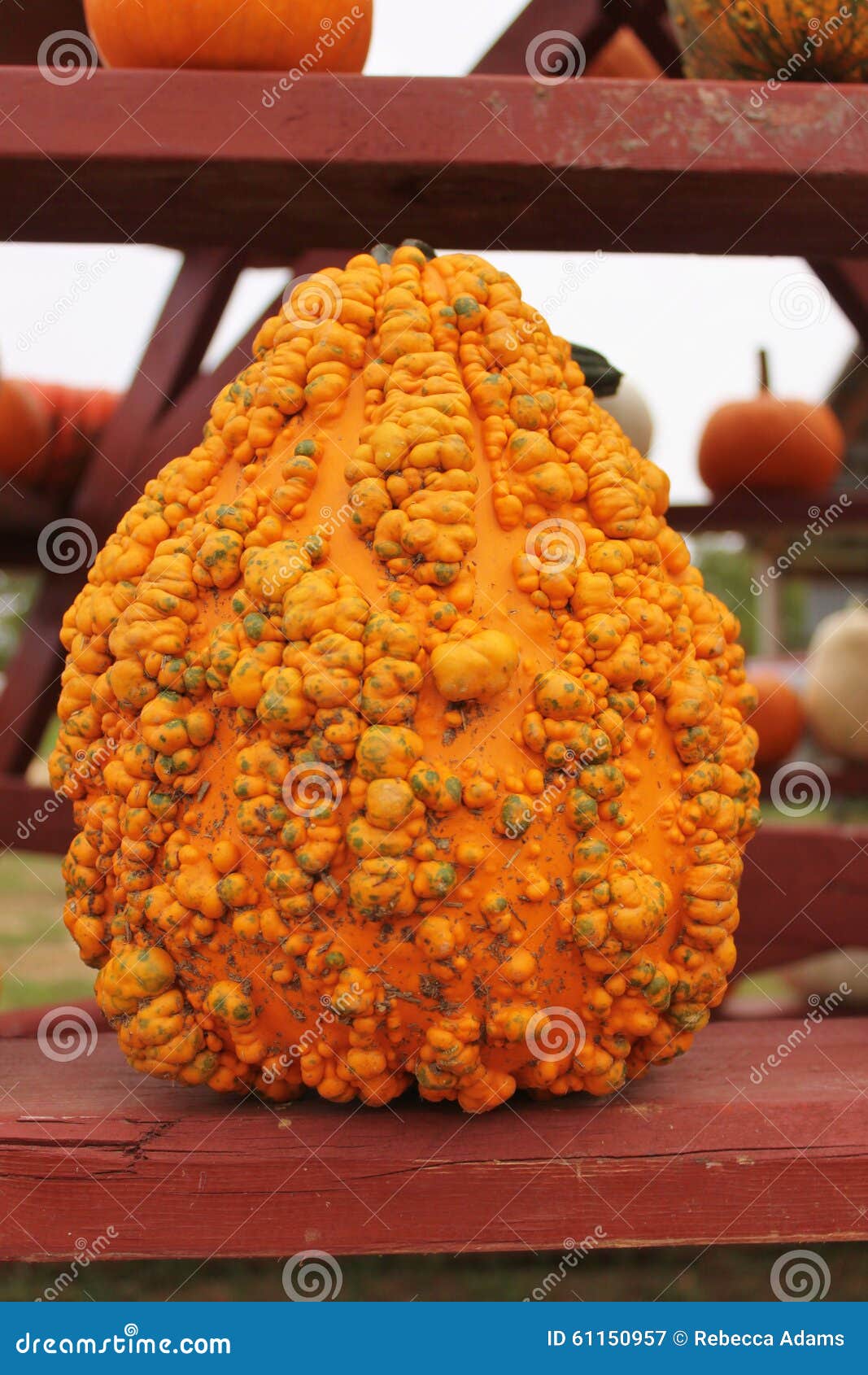 Bumpy Pumpkin stock image. Image of decoration, thanksgiving - 61150957