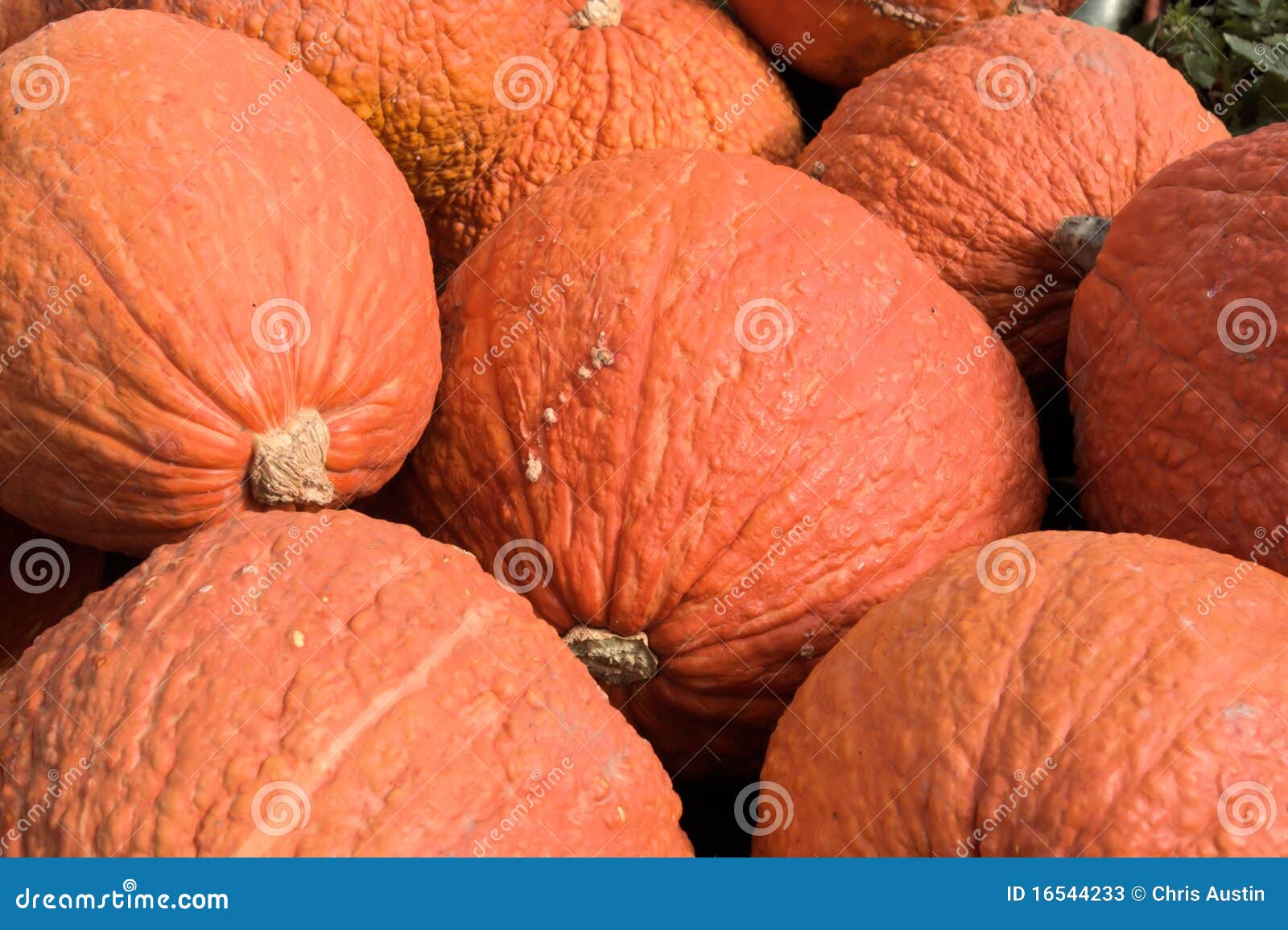Bumpy Pumpkins stock image. Image of pumpkin, crops, country - 16544233