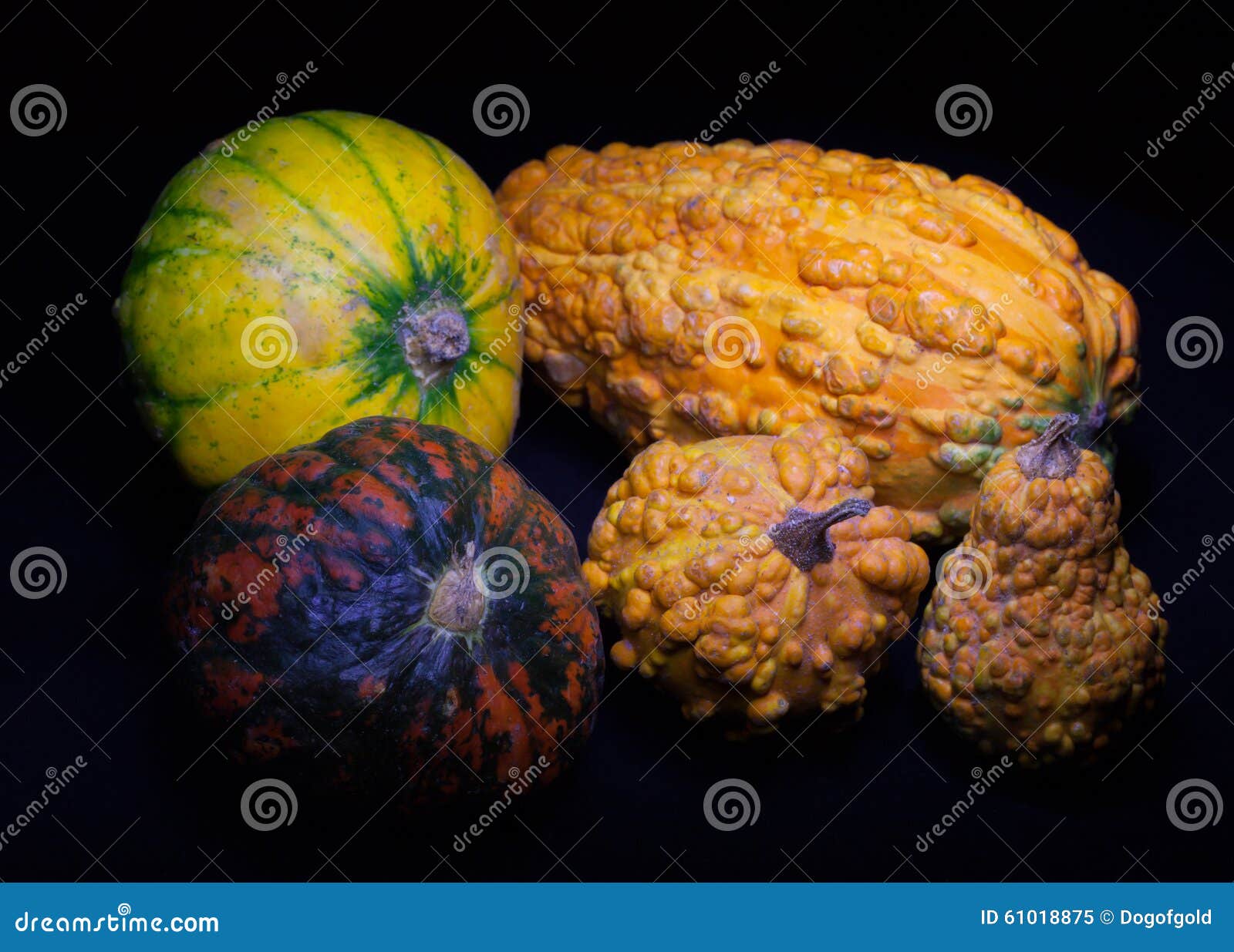 Bumpy pumpkins in the dark stock image. Image of bumpy - 61018875