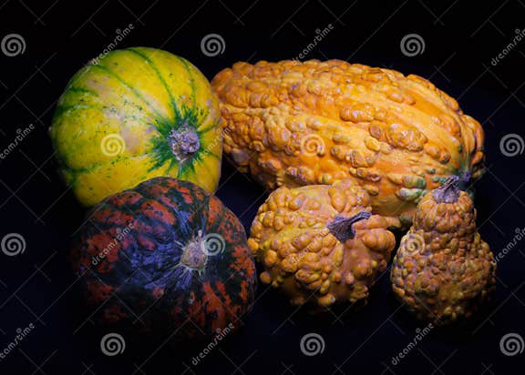 Bumpy pumpkins in the dark stock image. Image of bumpy - 61018875