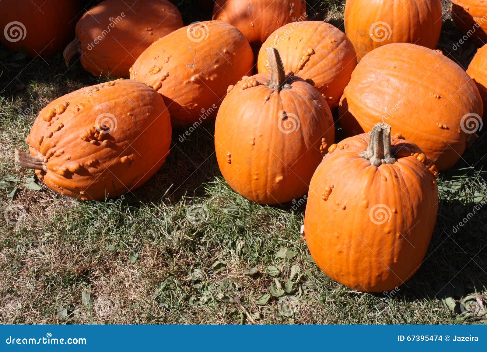 Bumpy Pumpkins stock photo. Image of bumpy, patch, shadows - 67395474