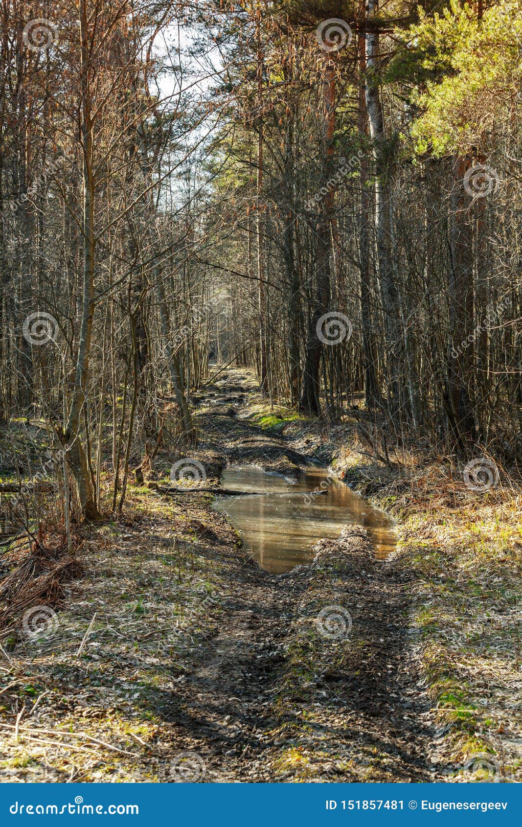 Bumpy Road with Puddles in Forest Stock Image - Image of wild ...