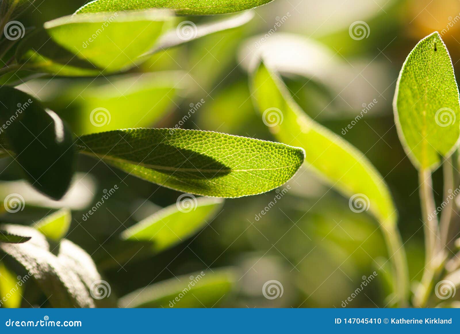 Bumpy Sage Leaf stock photo. Image of herbal, glow, fresh - 147045410