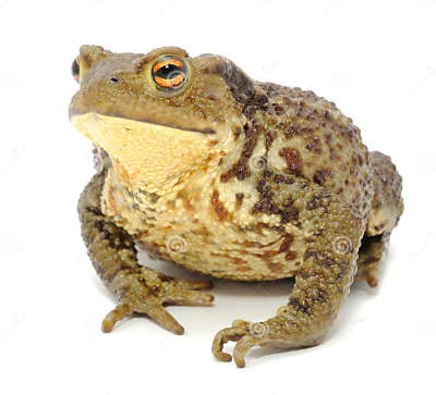 Bumpy Toad Close-up stock photo. Image of large, anura - 20515460