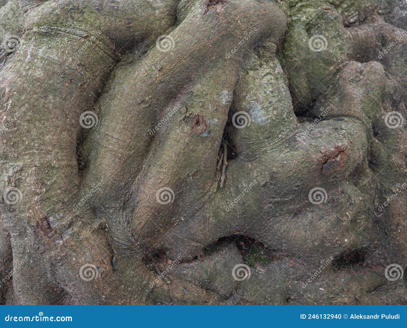 Bumpy Tree Bark. Bark Structure. Tree Trunk Close-up Stock Photo ...