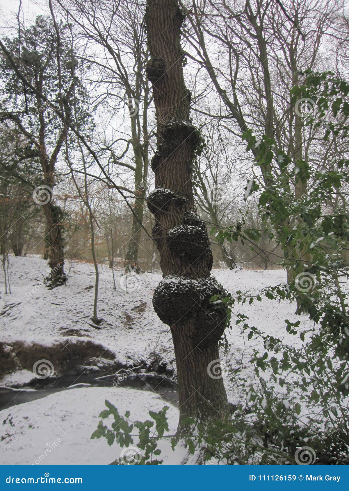 Bumpy Tree stock image. Image of winter, snow, growth - 111126159