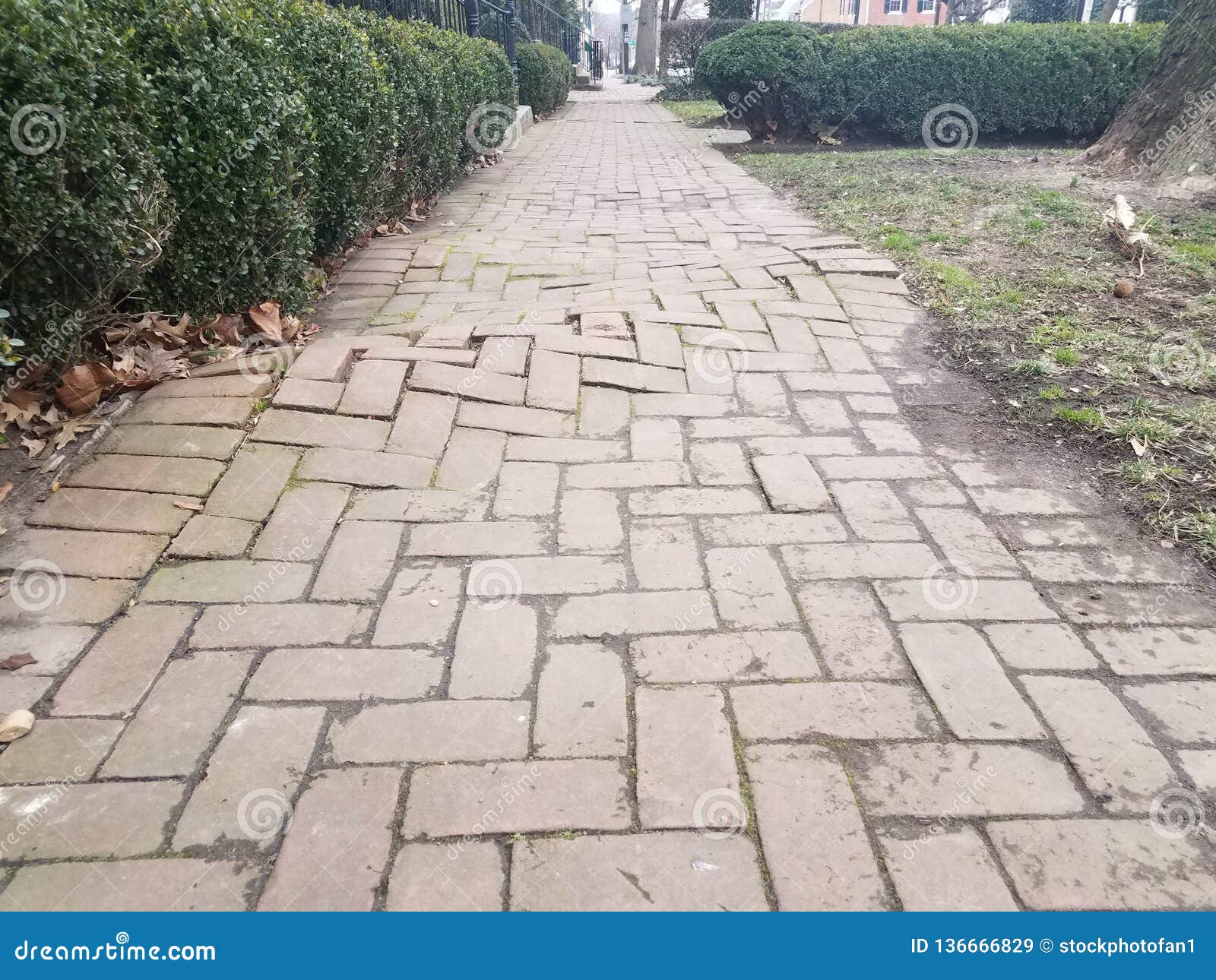 Bumpy Red Brick Sidewalk from Tree Roots Stock Image - Image of brick ...