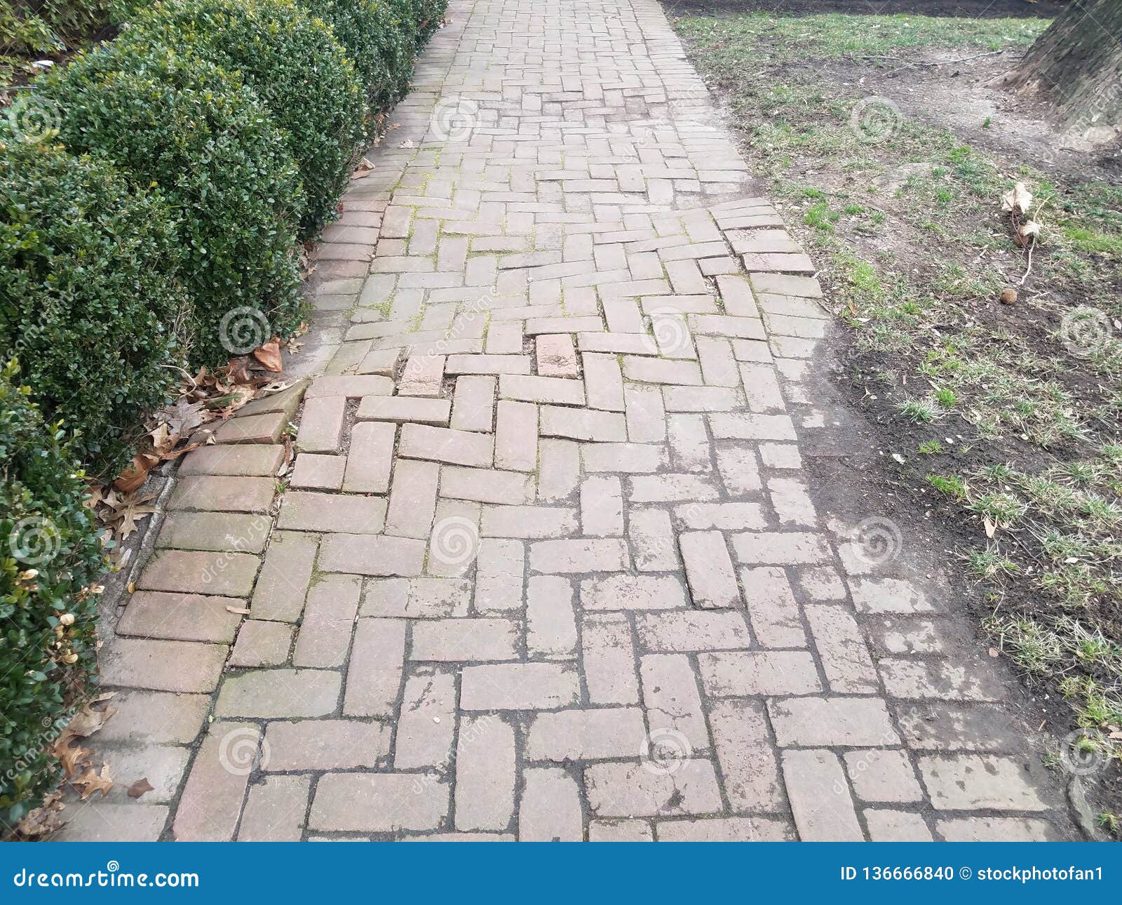 Bumpy Red Brick Sidewalk from Tree Roots Stock Photo - Image of trail ...