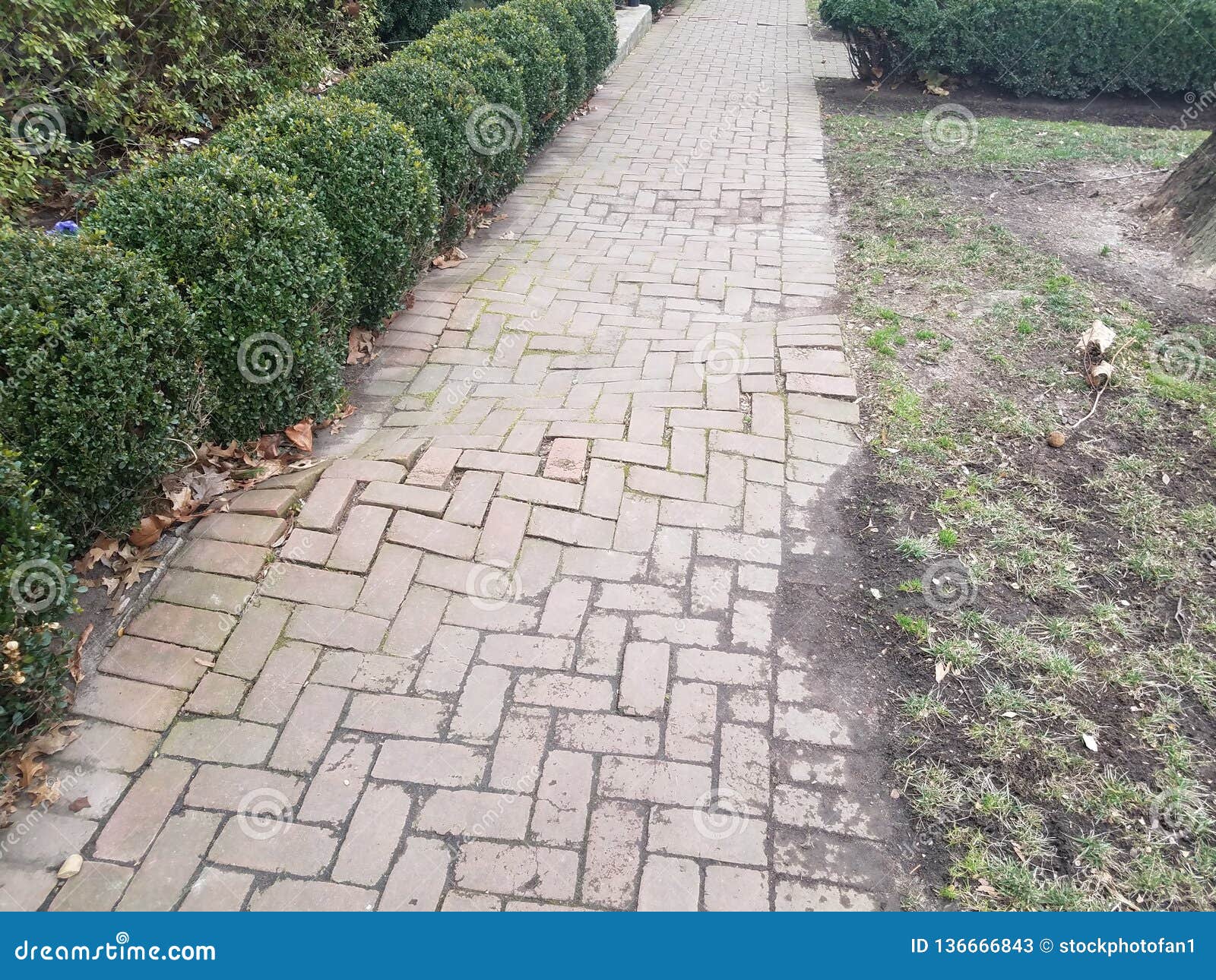Bumpy Red Brick Sidewalk from Tree Roots Stock Image - Image of ...