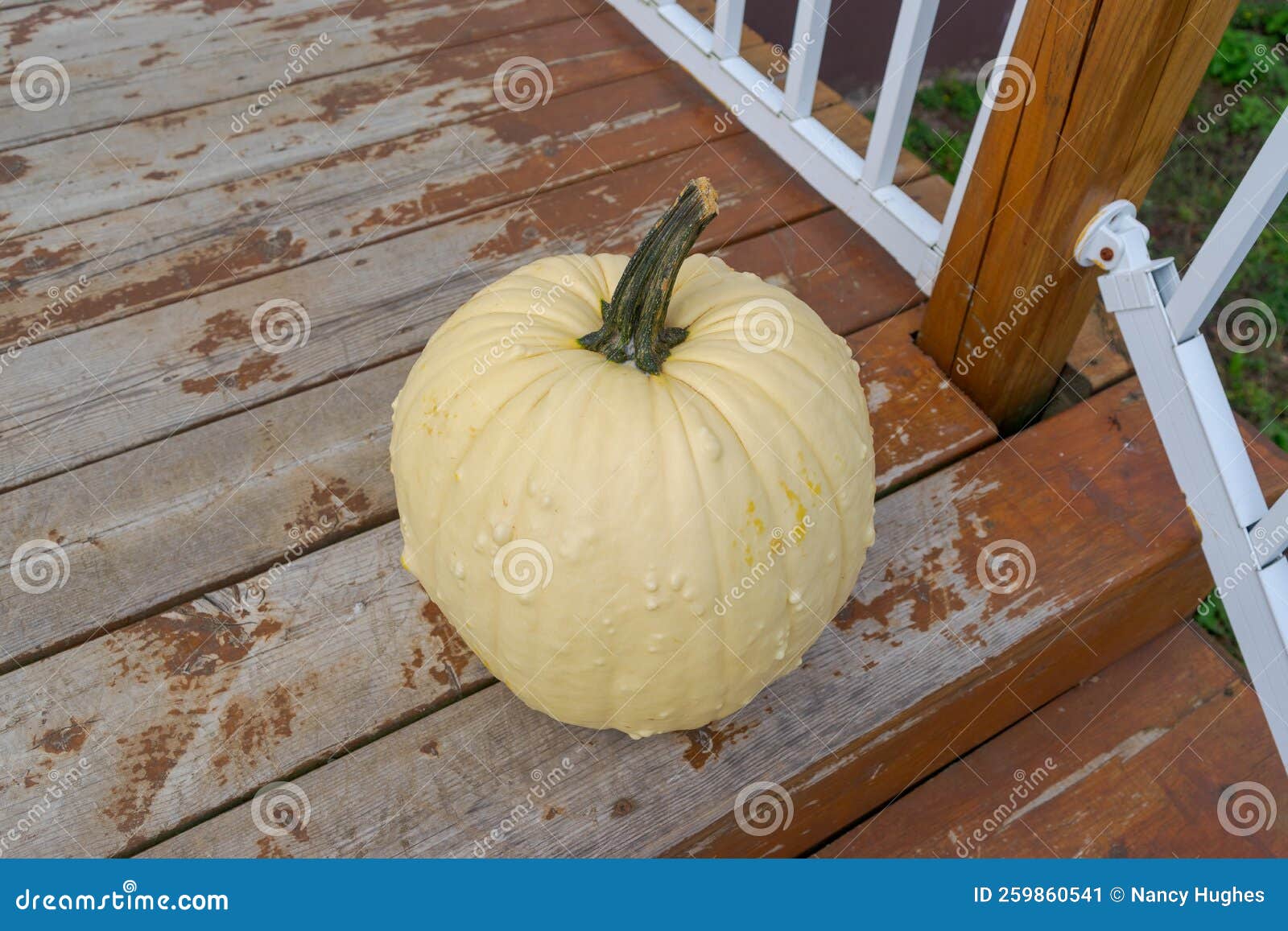 A Bumpy White Pumpkin S Best Side Stock Image - Image of autumn, round ...