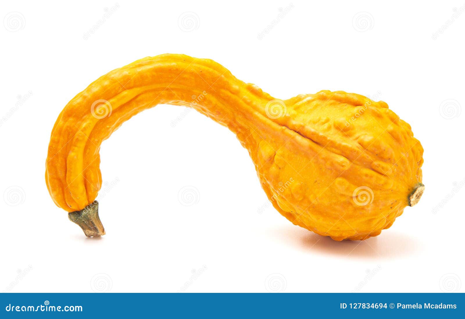 Bumpy Yellow Gourd on a White Background Stock Photo - Image of autumn ...