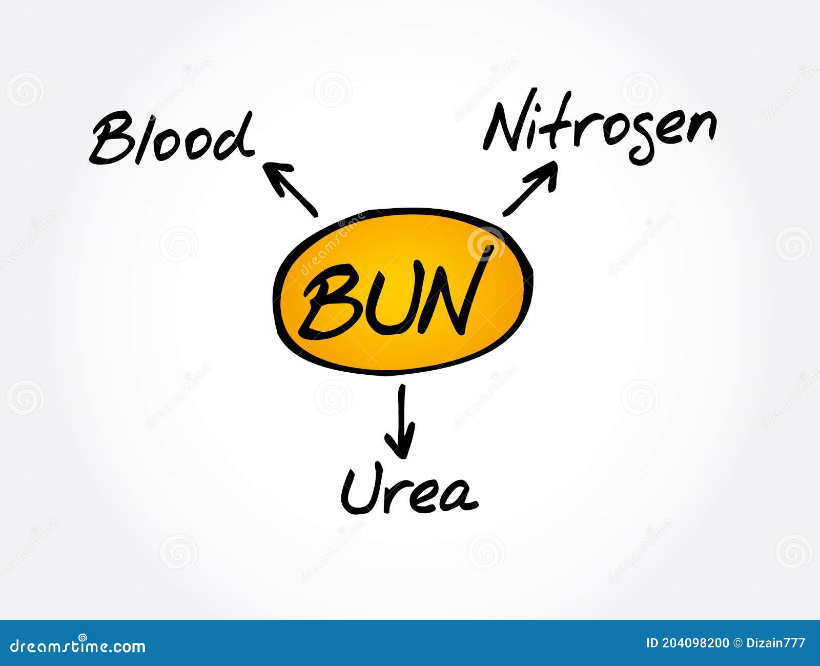 BUN - Blood Urea Nitrogen Acronym, Medical Concept Stock Illustration ...