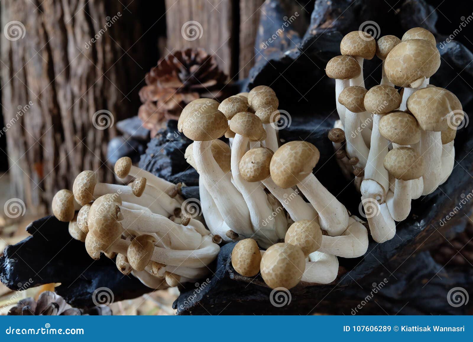 Buna-shimeji fotografering för bildbyråer. Bild av svamp - 107606289