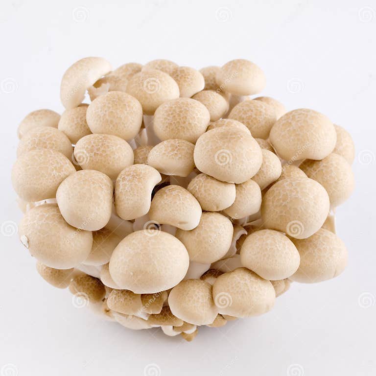 Buna Shimeji Mushroom stock image. Image of still, dense - 6223057