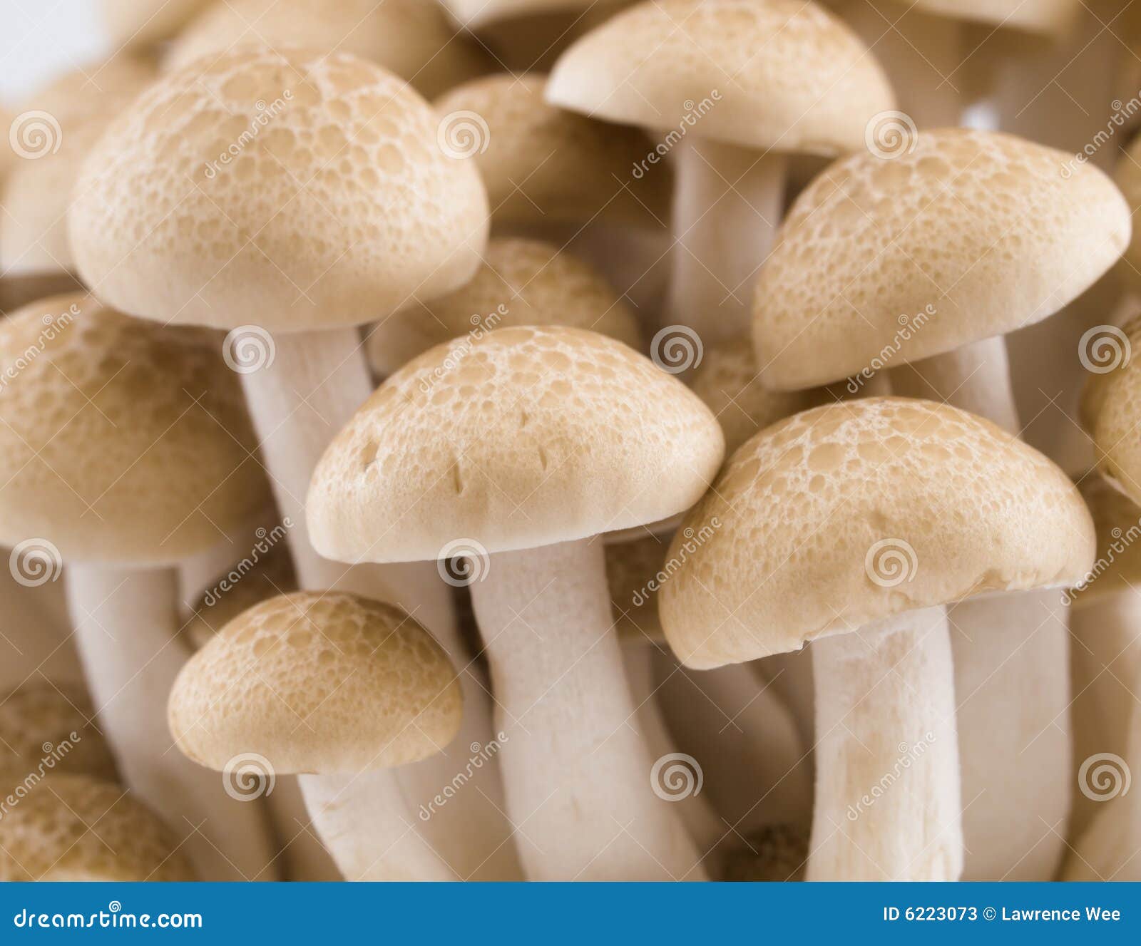 Buna Shimeji Mushroom stock image. Image of spots, stalks - 6223073