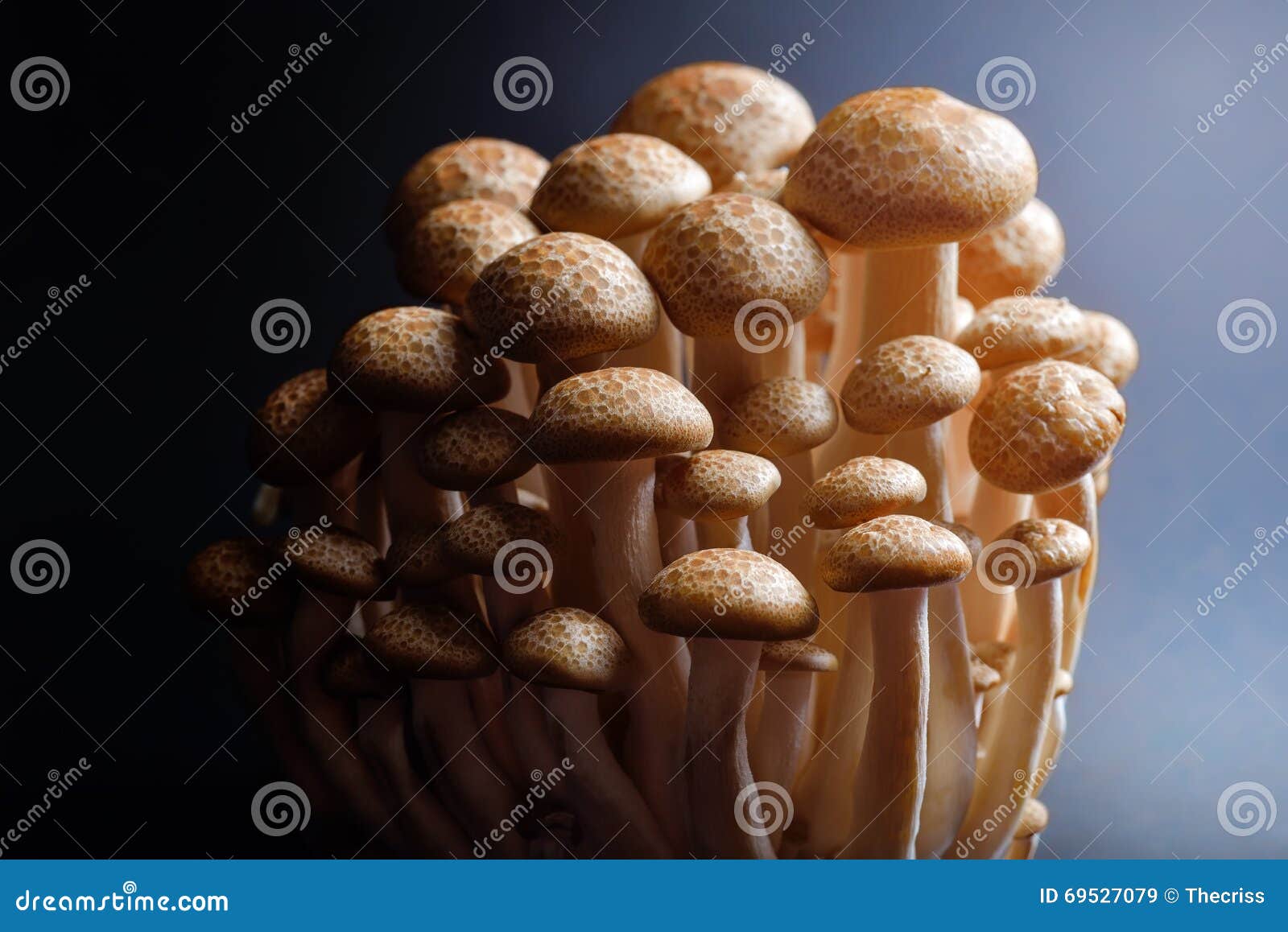 Buna Shimeji mushrooms stock image. Image of food, close - 69527079