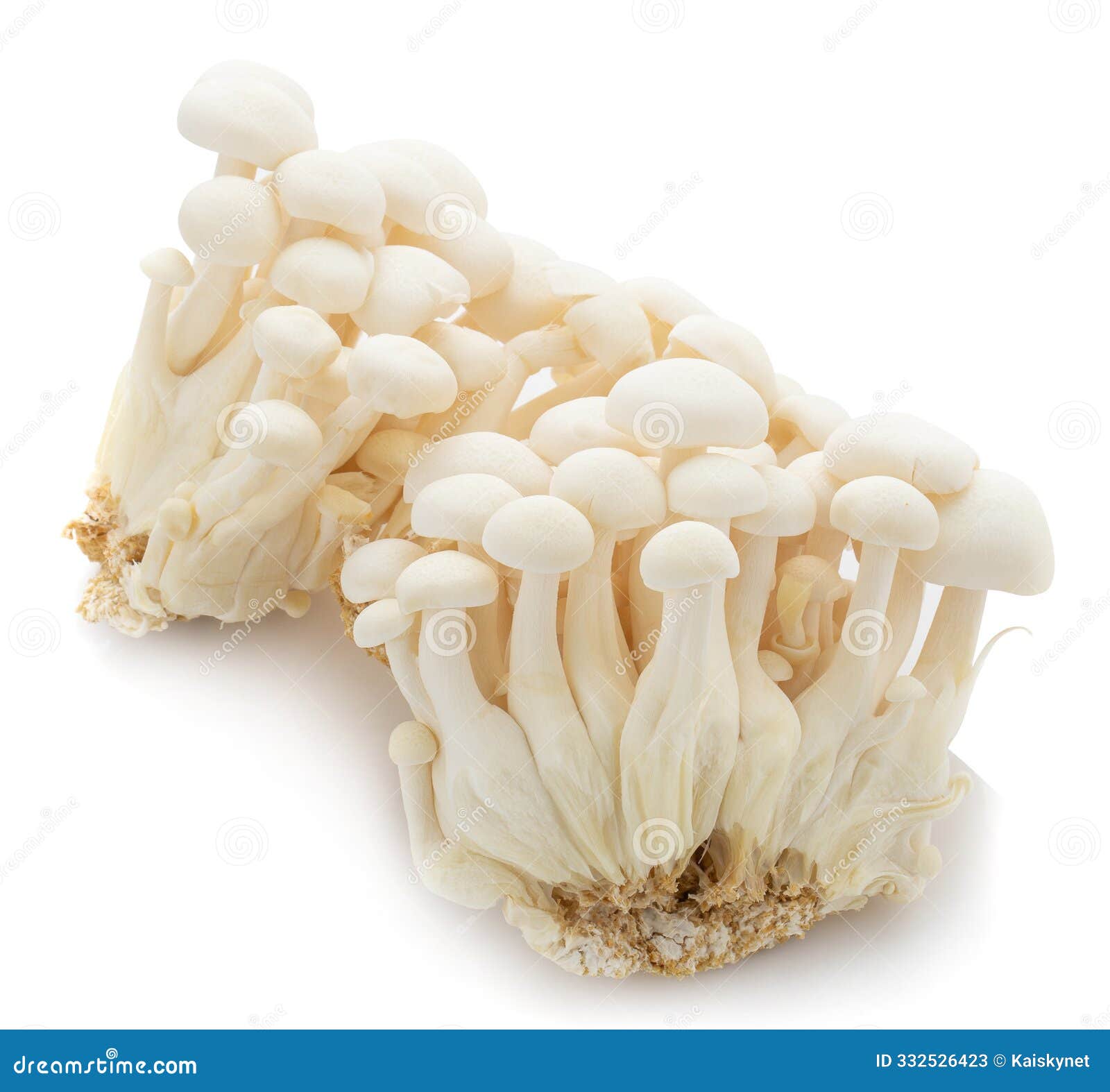 Japanese Bunapi-shimeji Mushrooms Stock Image | CartoonDealer.com ...