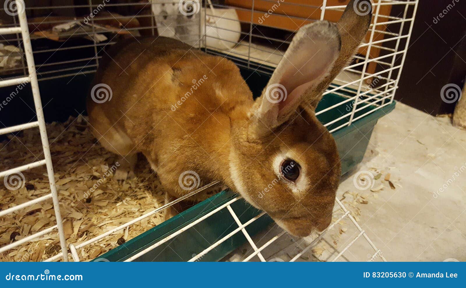 Bunbun stock photo. Image of rabbit, cage, looking, bunbun - 83205630