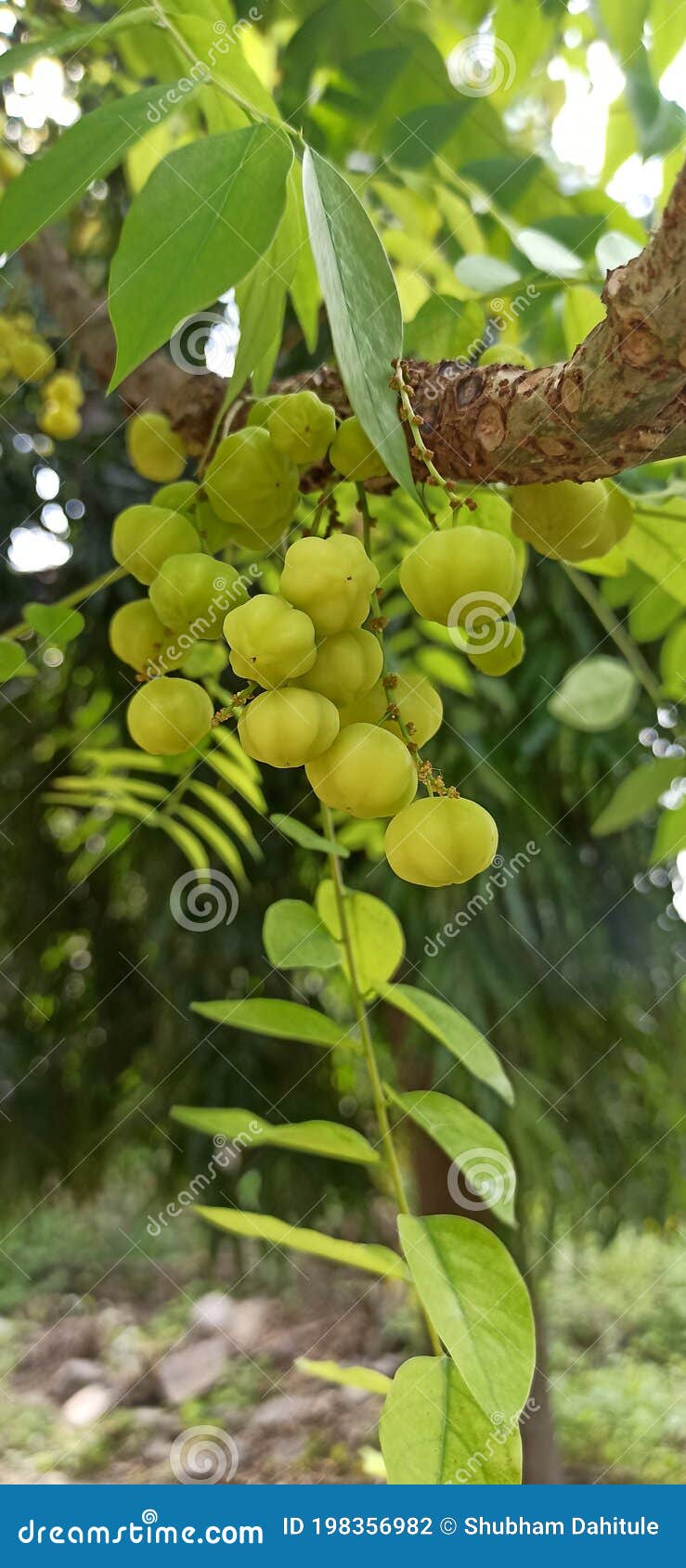 Amazing Aawla Stock Photos - Free & Royalty-Free Stock Photos from ...