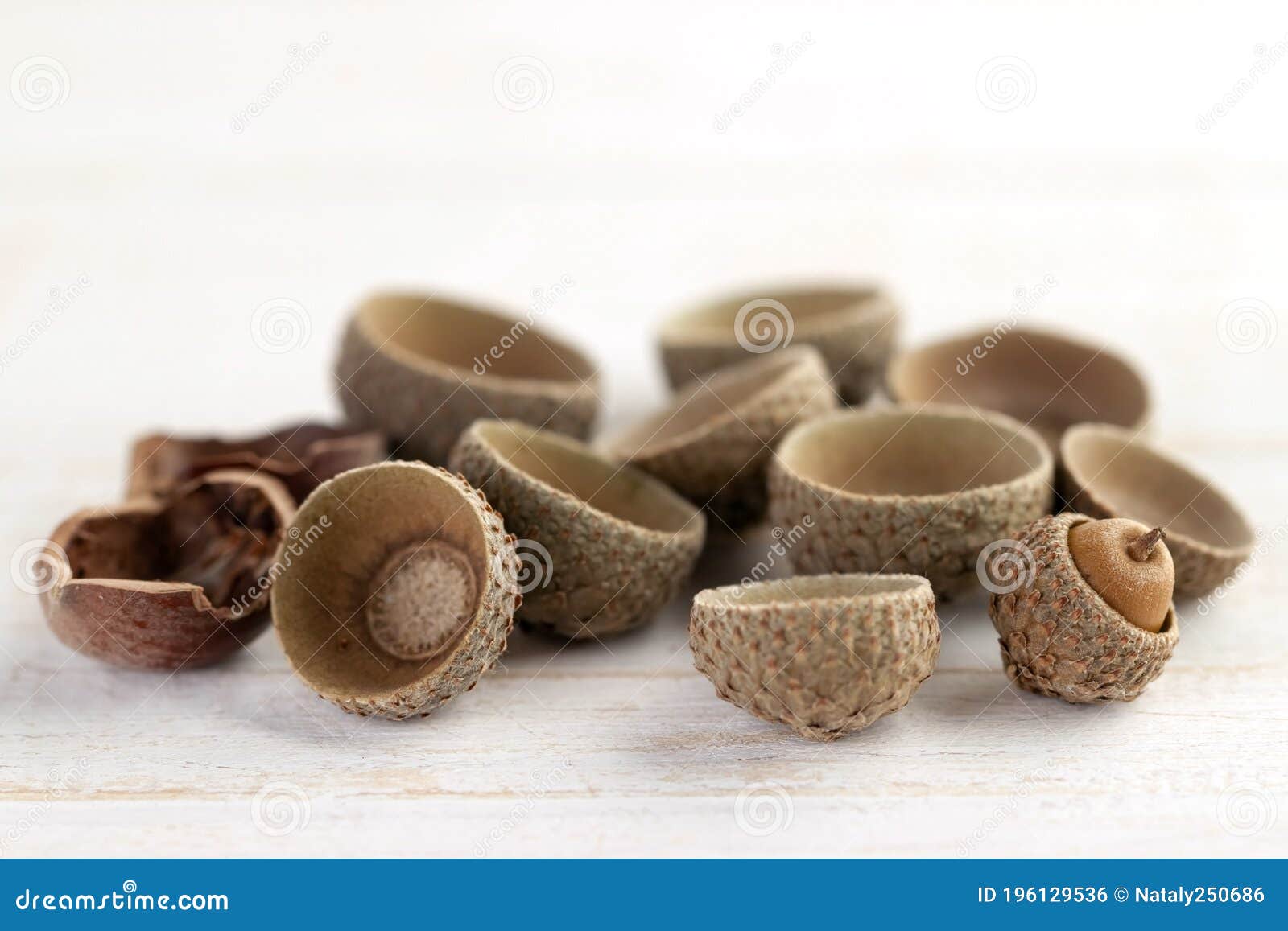 Bunch Acorn Head Cap with Empty Nut Shell Isolated on Light Painted ...