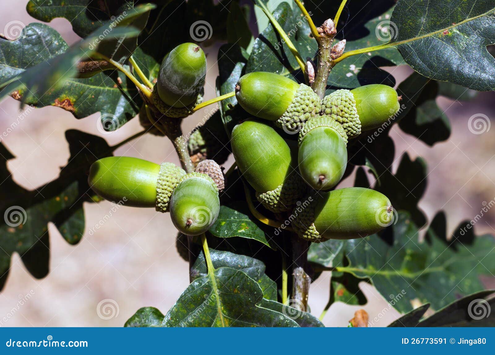Bunch of acorns stock image. Image of forest, group, botanical - 26773591