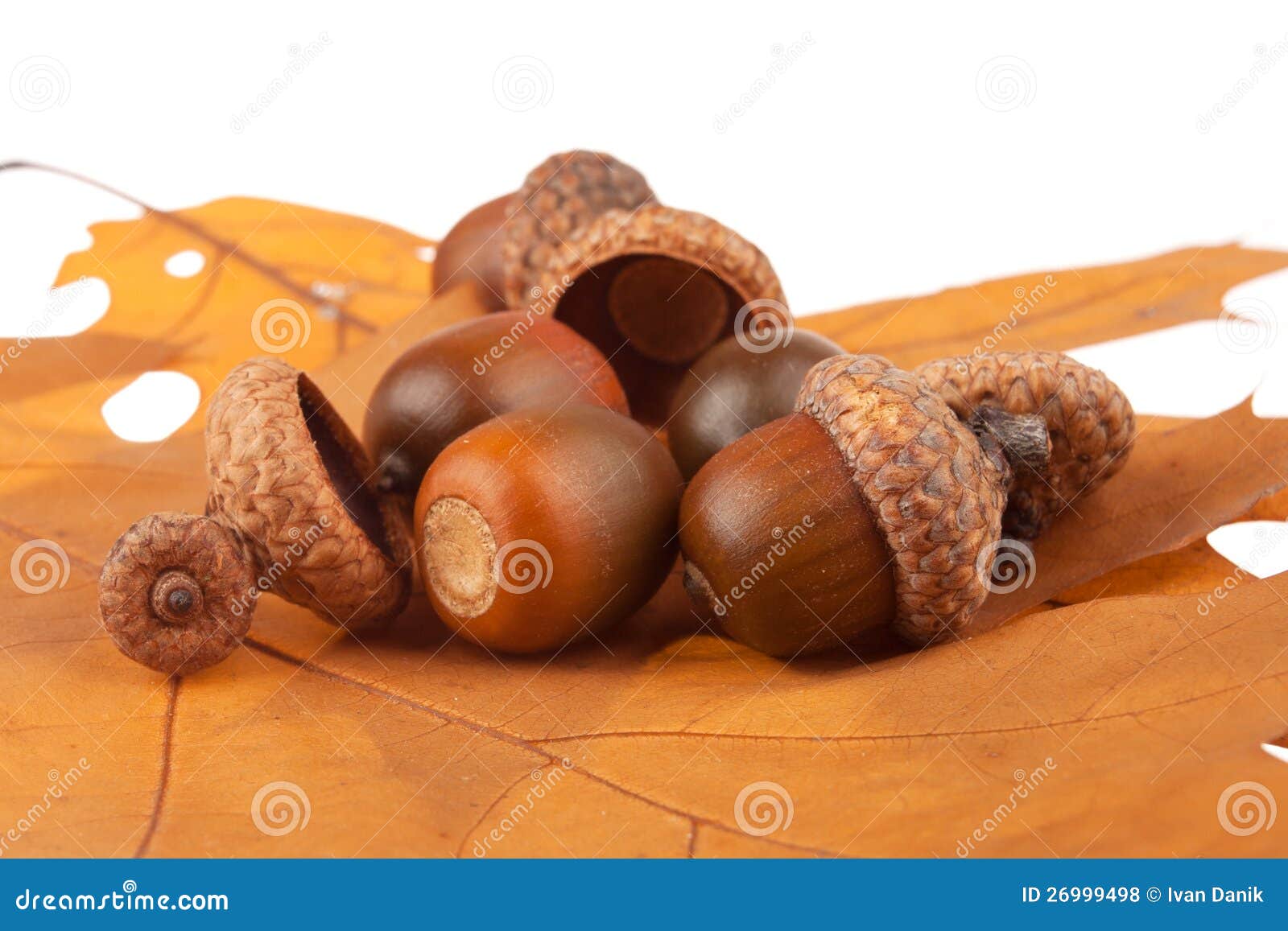 Bunch of acorns stock photo. Image of detail, acorn, botany - 26999498