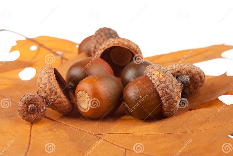 Bunch of acorns stock photo. Image of detail, acorn, botany - 26999498