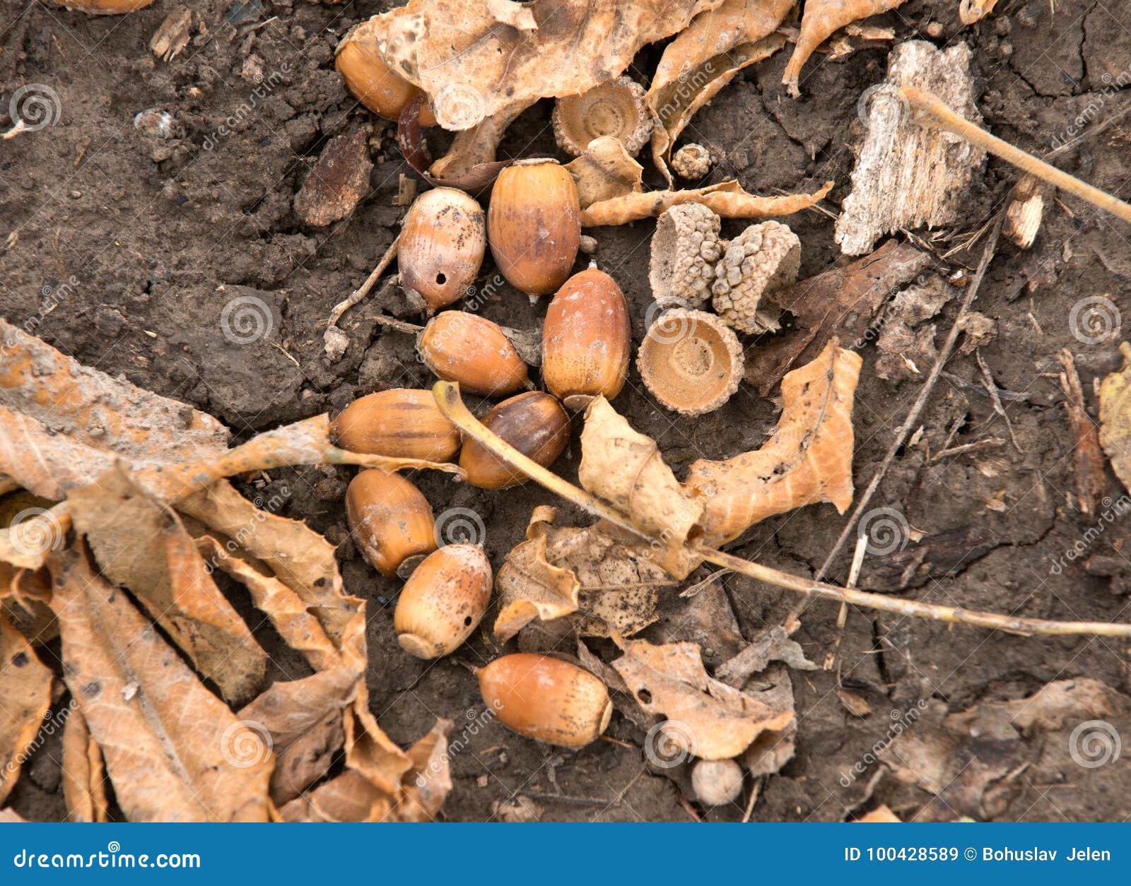 Bunch of Acorns on Fall Oak Leaves Stock Image - Image of leaf, acorn ...