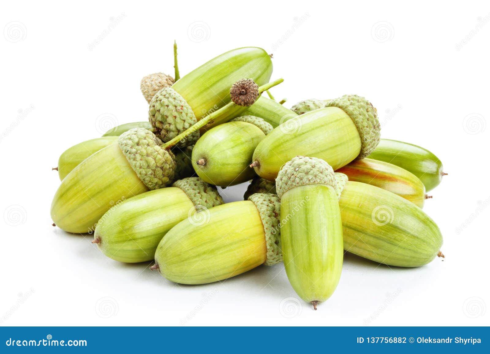 A bunch of acorns isolated stock photo. Image of foliage - 137756882