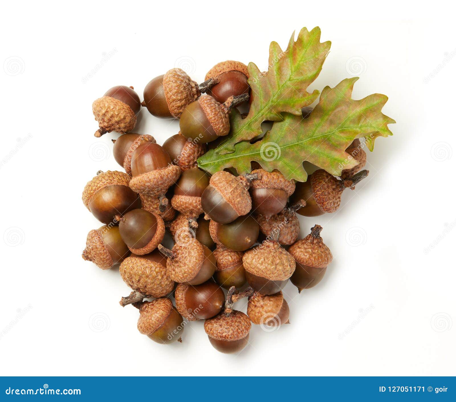 A Bunch of Acorns and Leafs Stock Image - Image of branch, people ...