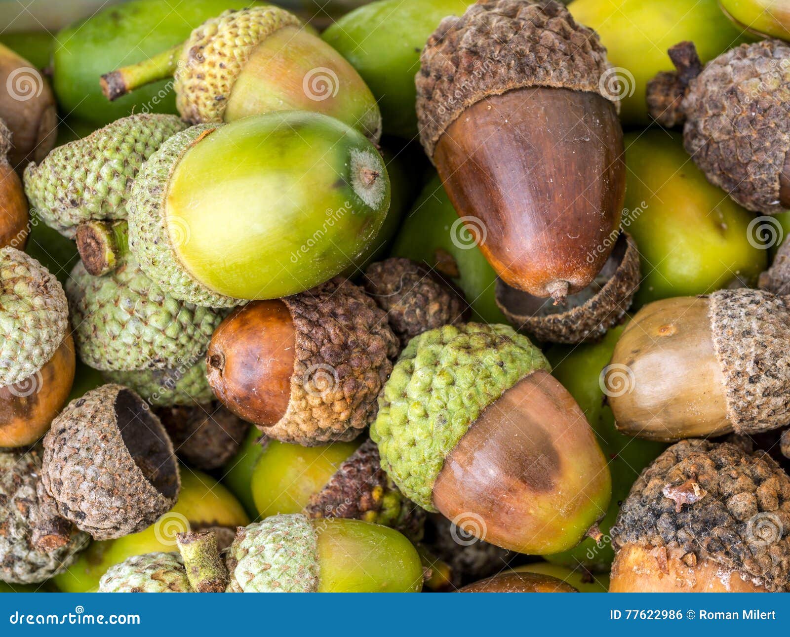 Bunch of acorns stock photo. Image of fall, bunch, nature - 77622986