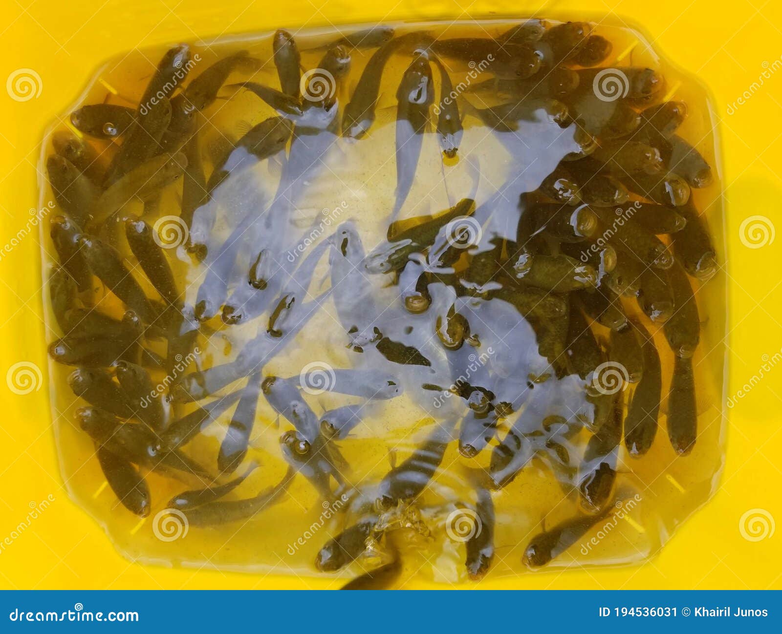 A bunch of live minnows stock image. Image of alive - 194536031