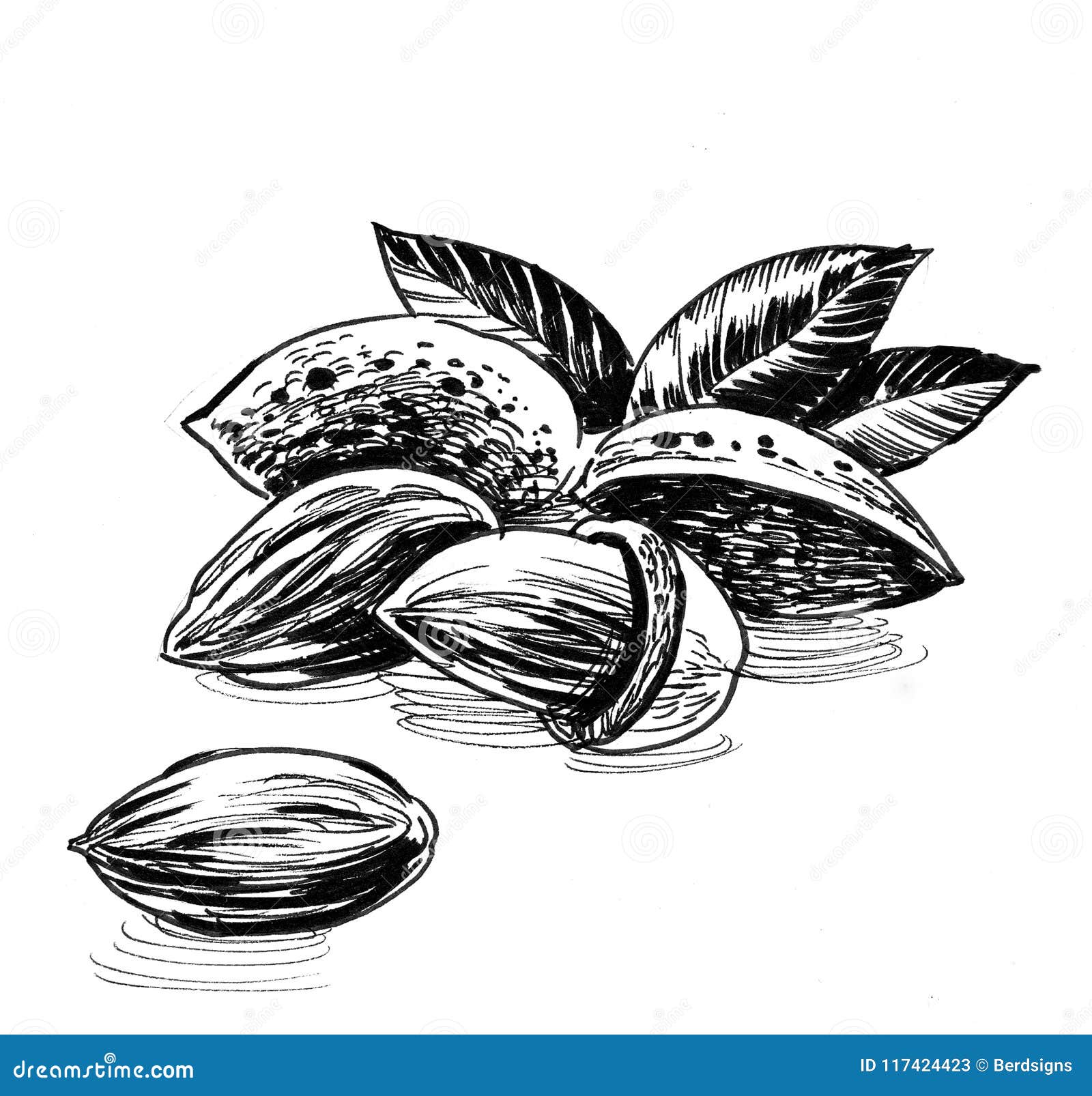 Bunch of almonds stock illustration. Illustration of sketch - 117424423