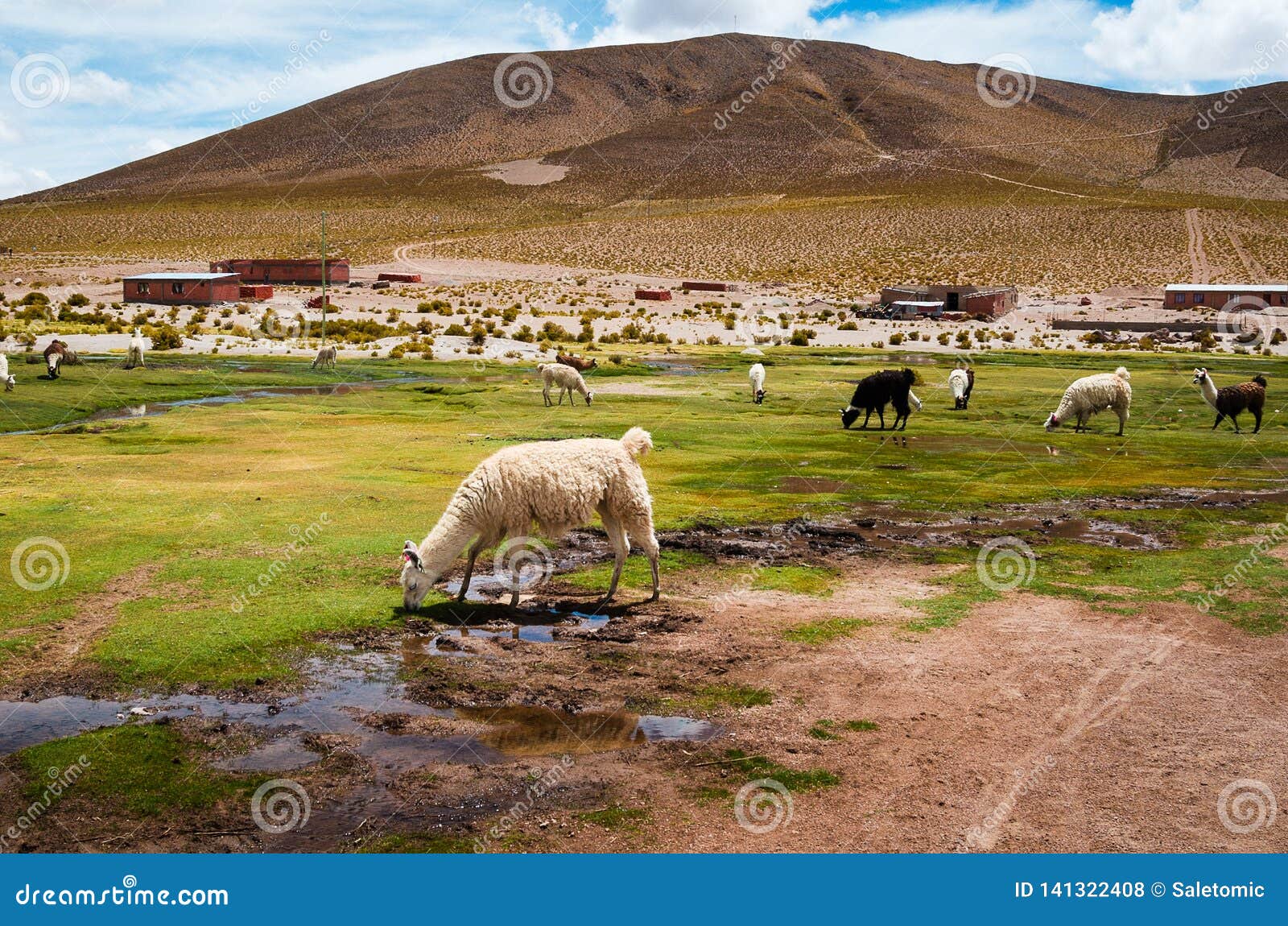 Alpacas Grazing in the Grass Stock Photo - Image of husbandry, exit ...