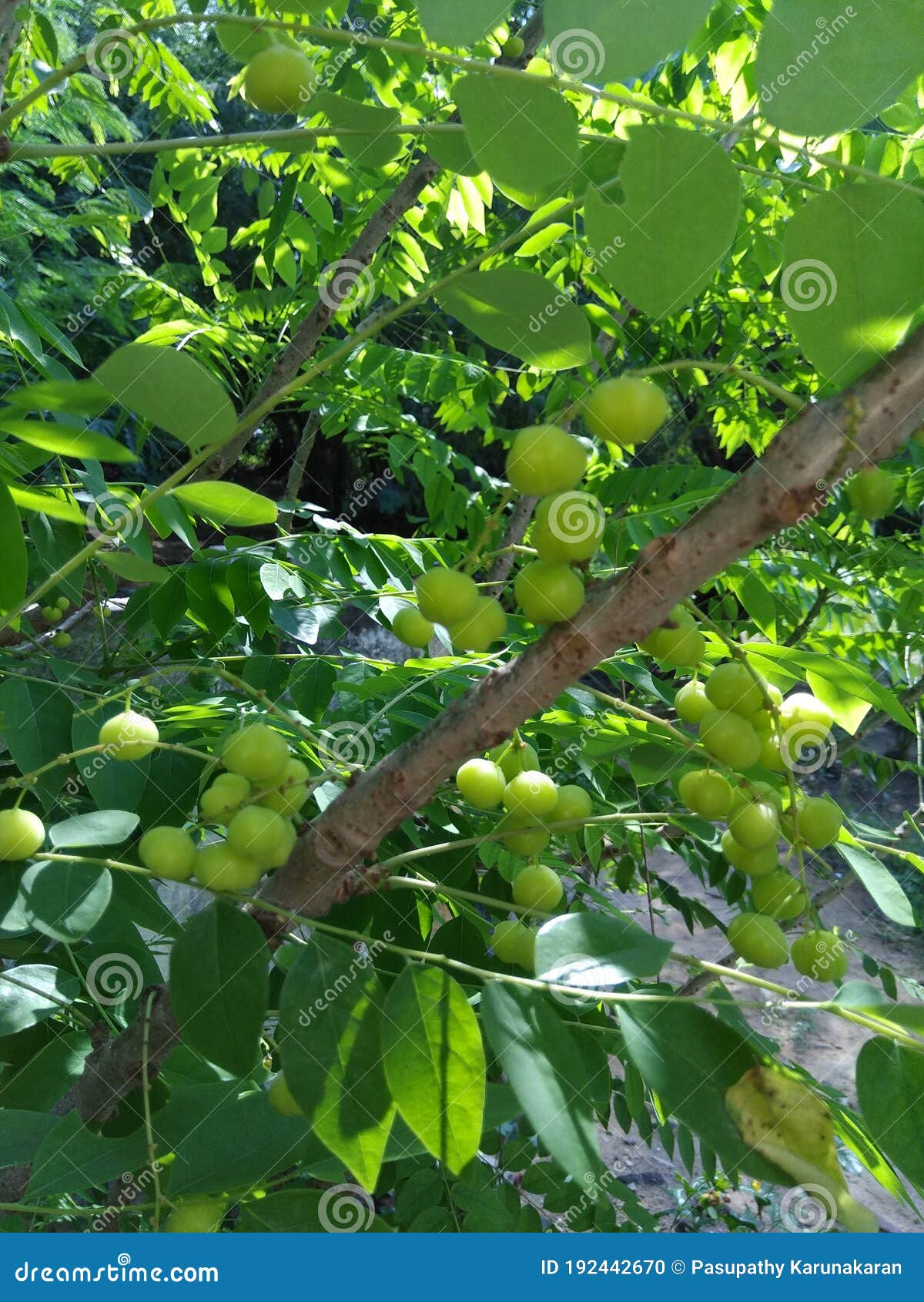 Bunch of Amla in Single Branch Stock Photo - Image of bunch, evergreen ...
