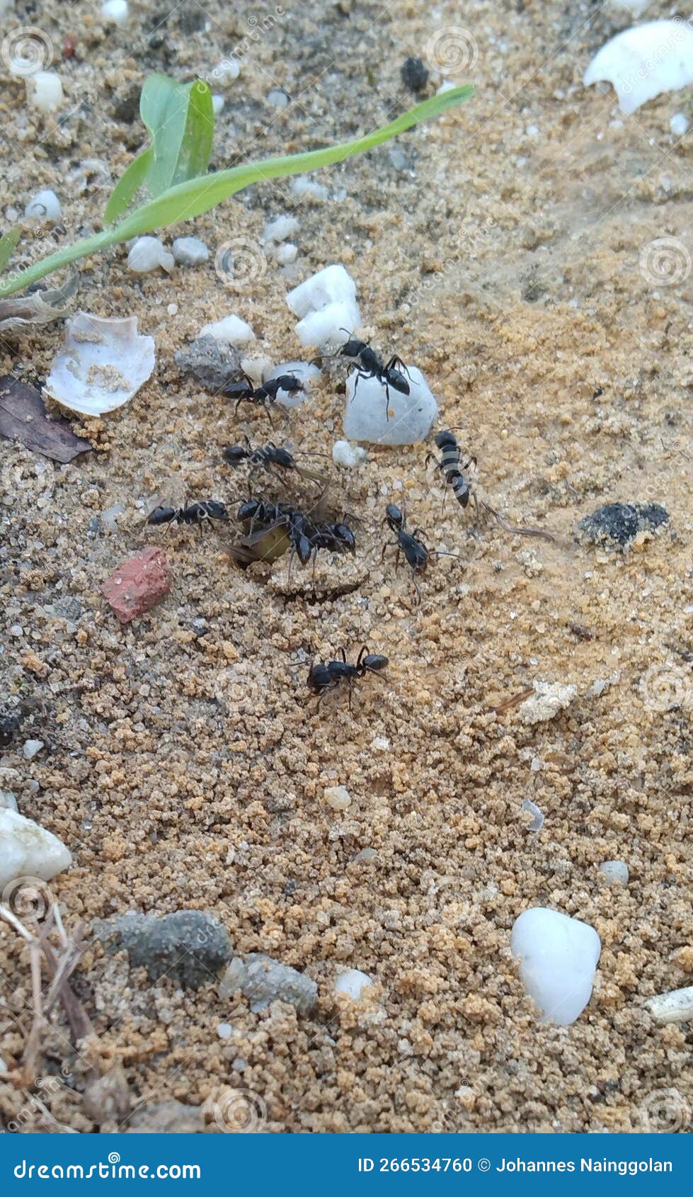 A Bunch of Ants Bring Their Food To Their Nest.. Stock Photo - Image of ...