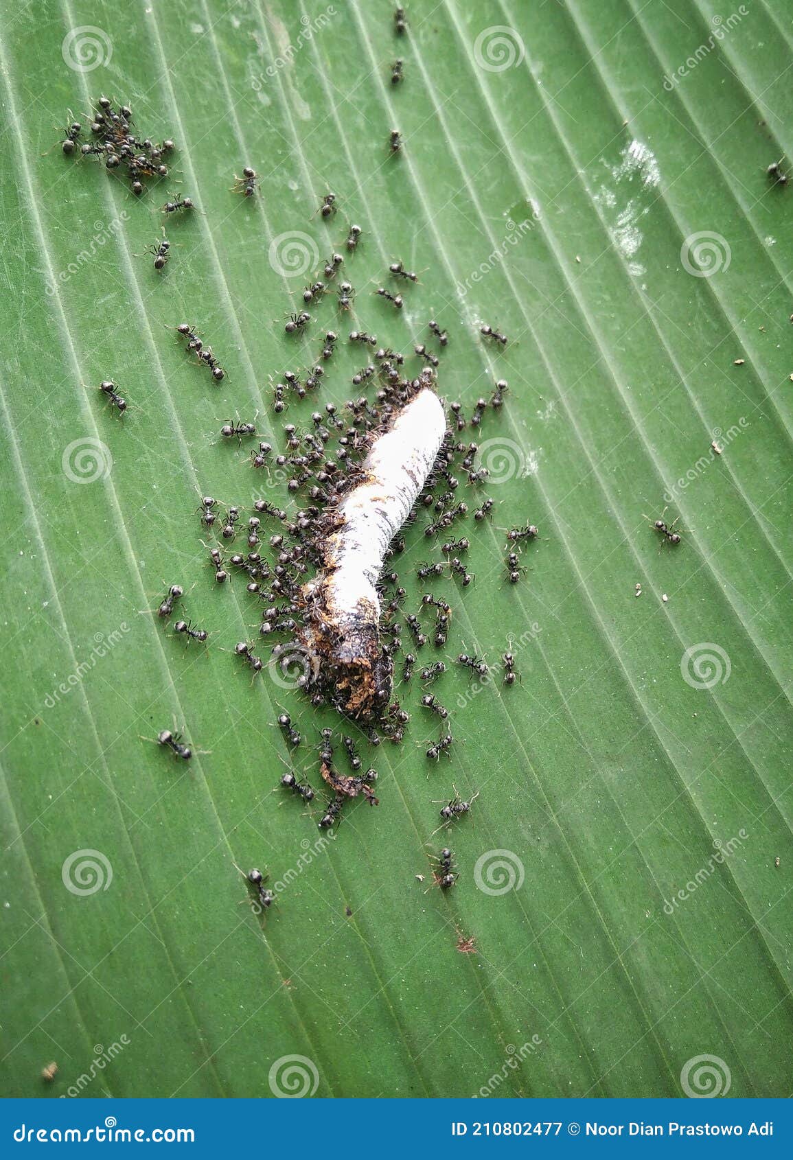 A Bunch of Ants Carry Their Prey Stock Image - Image of moth, bunch ...