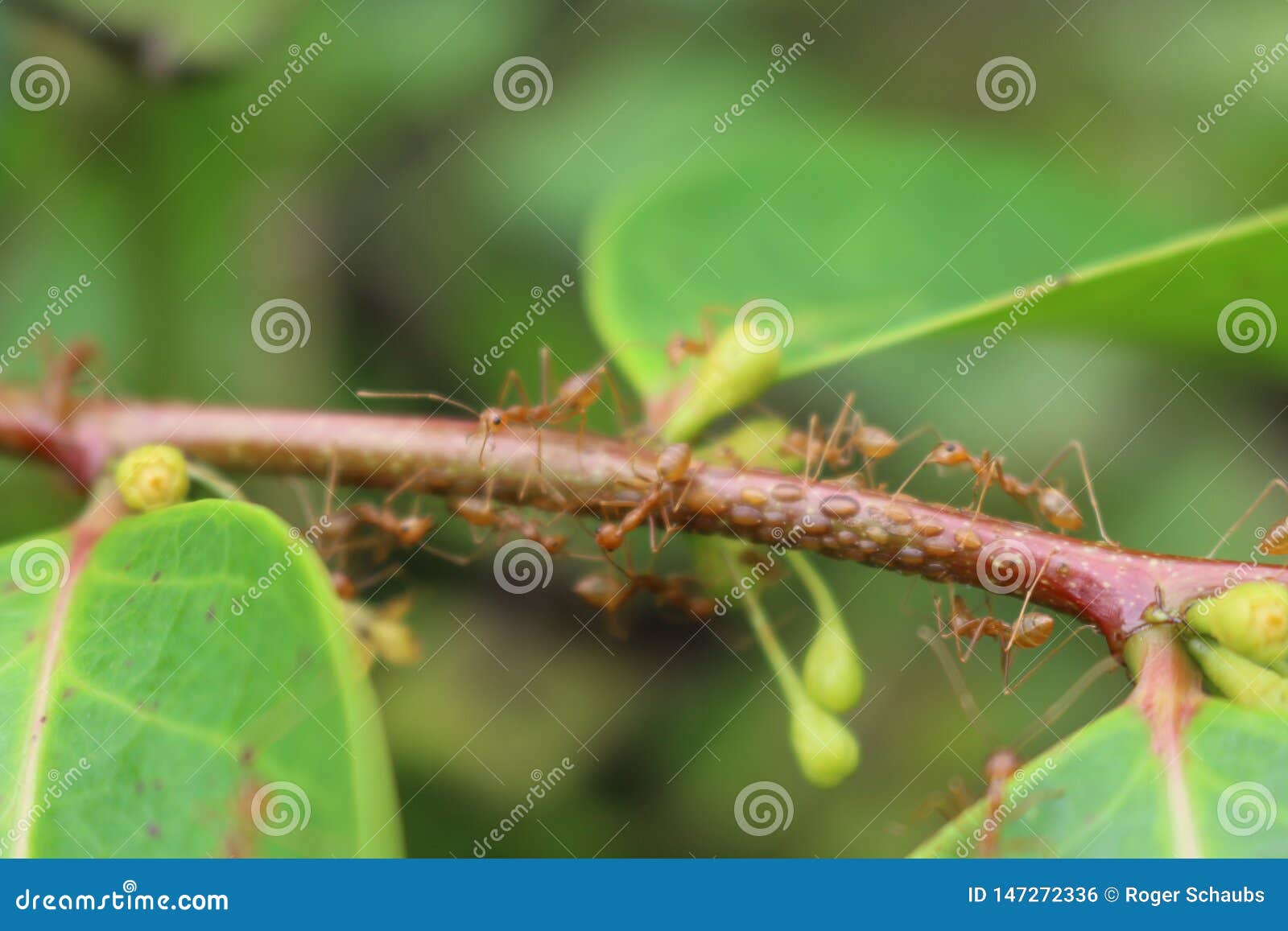 Ants on branch stock photo. Image of travel, bunch, macro - 147272336