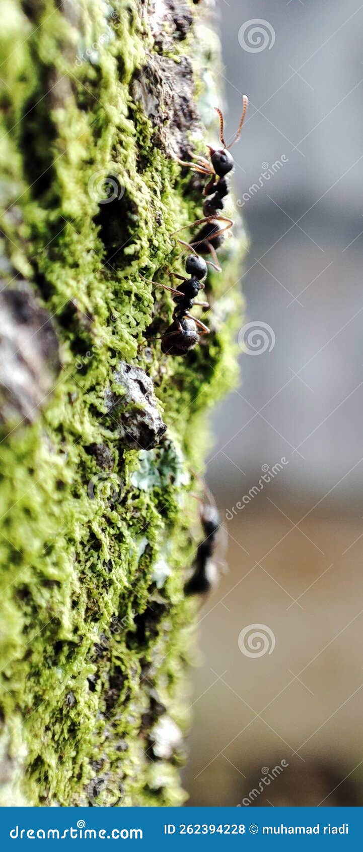 A Bunch of Ants Walking Up a Mossy Tree Stock Photo - Image of closeup ...