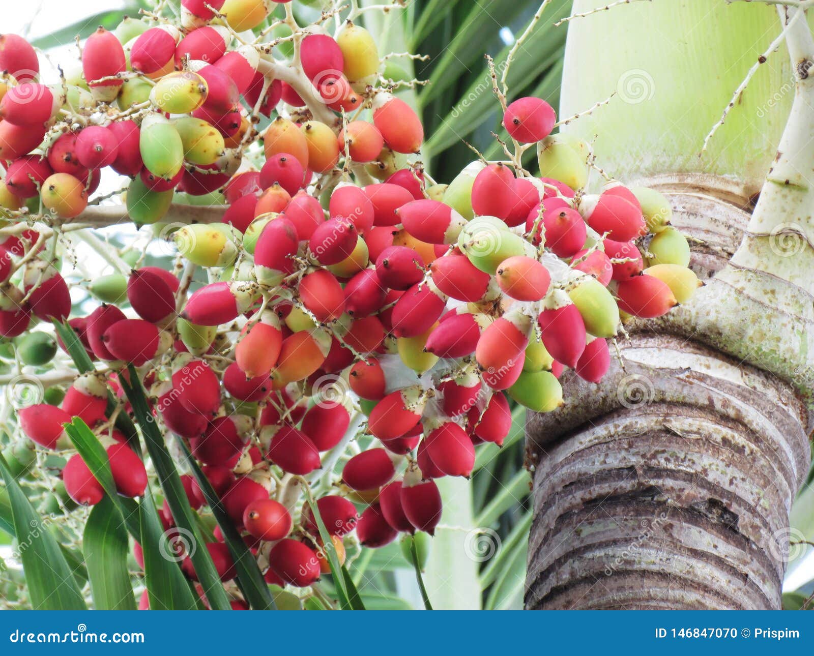 A Bunch Of Betel Nut And Betel Nut Palm Trees Stock Image ...