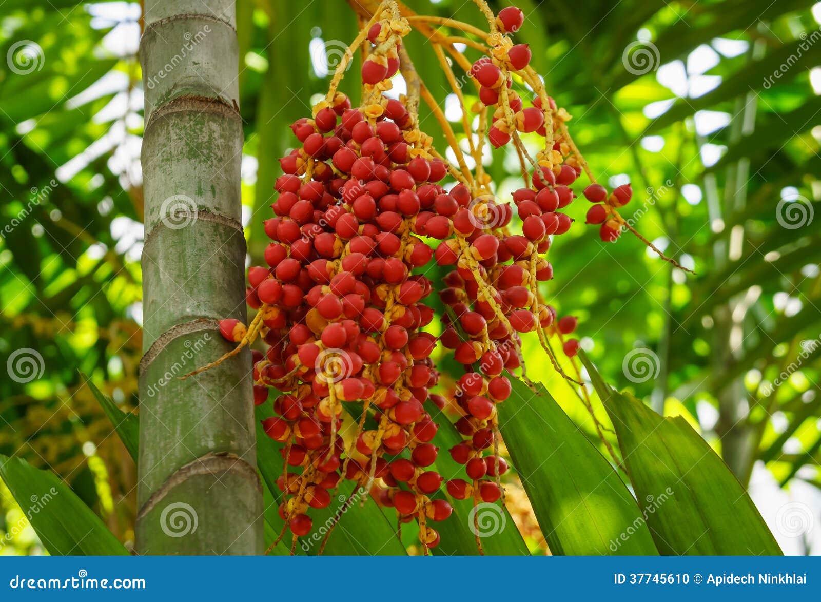 Areca Catechu Tree / Hildegard Puwak Tree Royalty-Free Stock ...