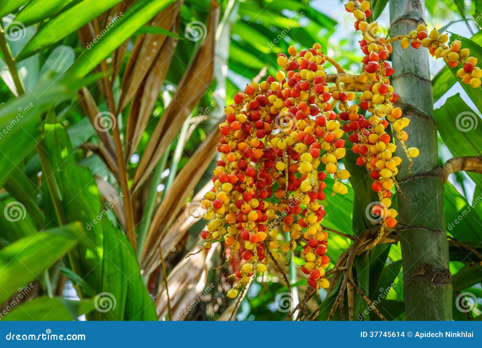 Bunch of Areca Catechu Fruits Stock Photo - Image of fruit, colorful ...