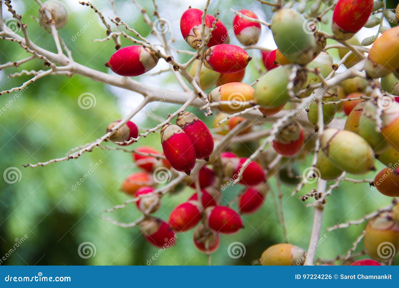 Areca Catechu Or Pinang Palm Or Betel Palm Tree. Royalty-Free Stock ...